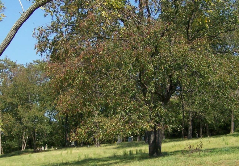 Wells Cemetery, Marshall County, WV Cemeteries